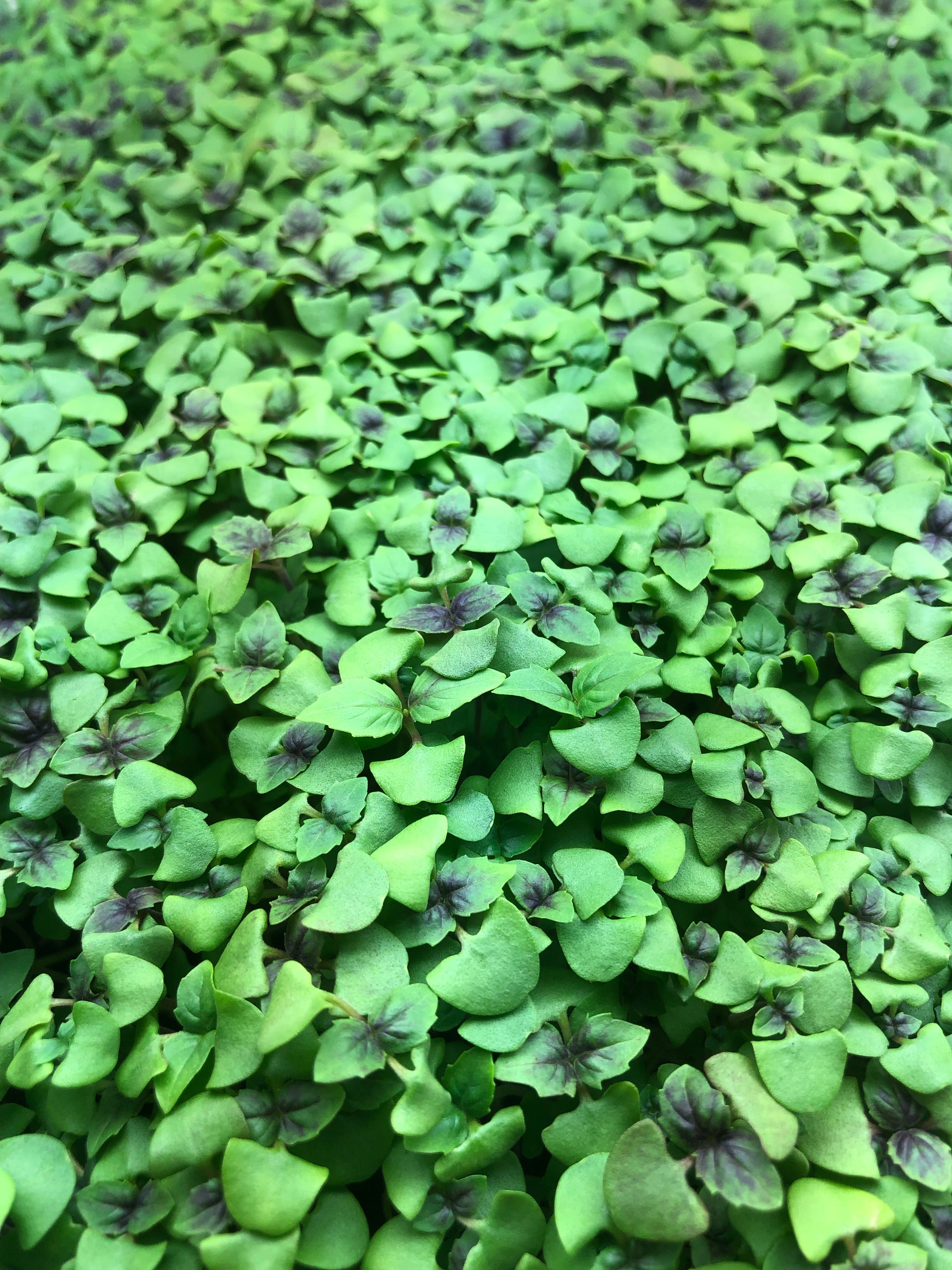 Bi-Color Basil Microgreens – Gently Grown Farms