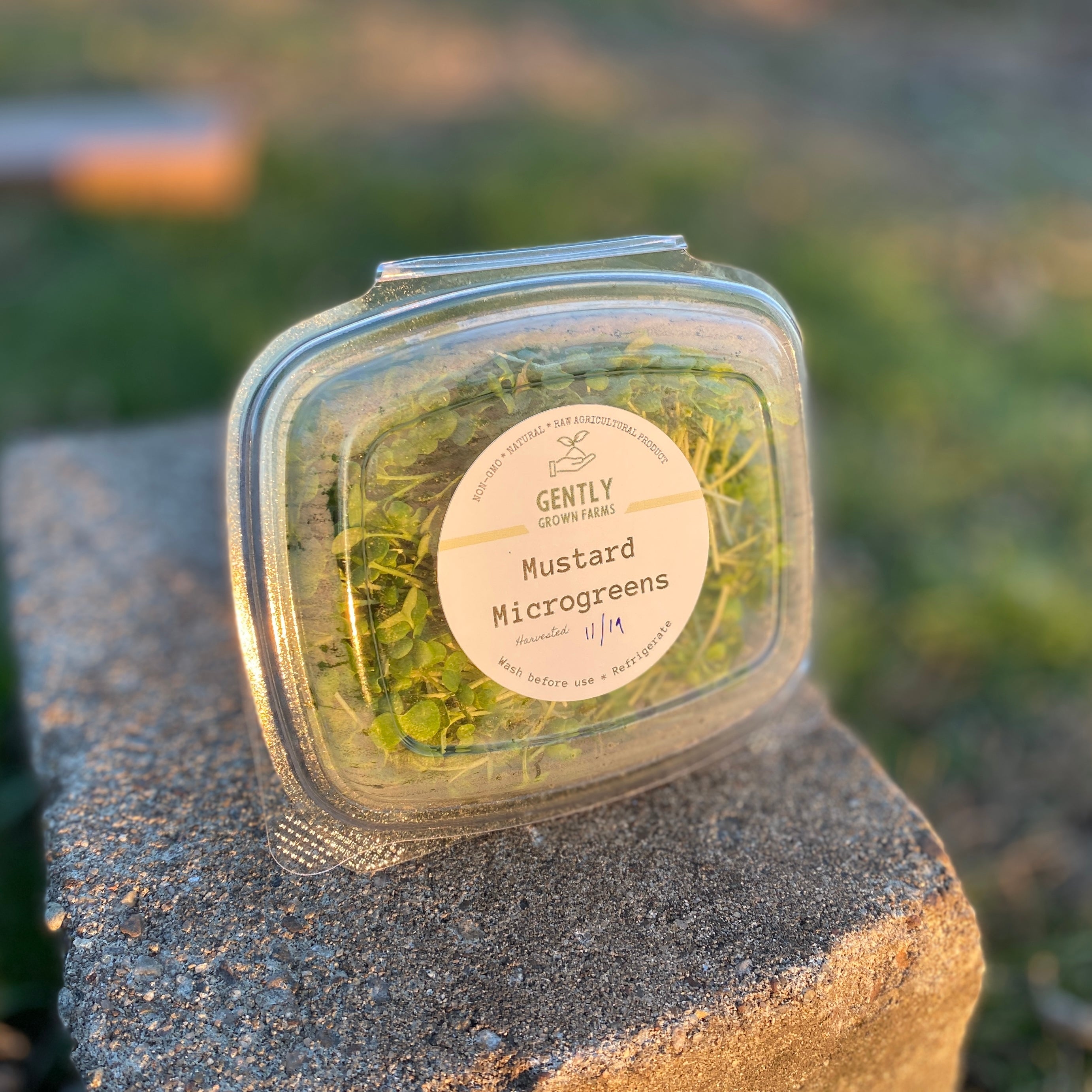 Mustard Microgreens – Gently Grown Farms